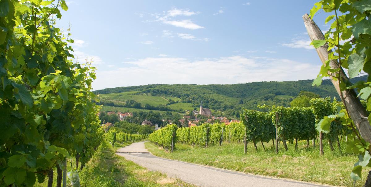 Ferien im Elsass: Natur, Kultur & Genuss | ALDI SUISSE TOURS